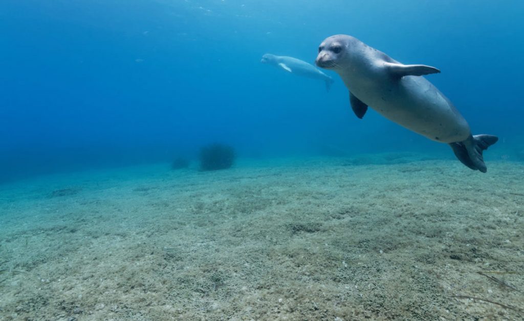 Algérie: L'Émouvante Sauvetage d'un Phoque Moine de Méditerranée en ...