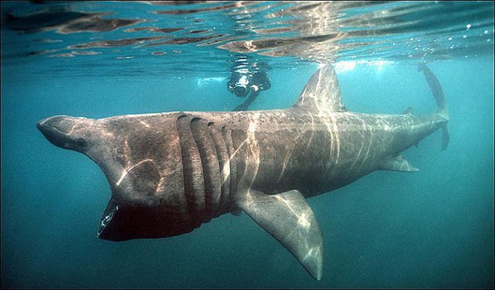 Le Requin Pèlerin de la Baie de Bou Ismaïl : Entre Appréhension et ...
